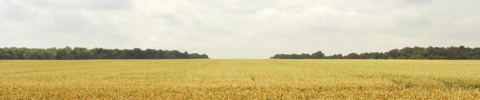 Terms & Conditions | Gray Line Romania